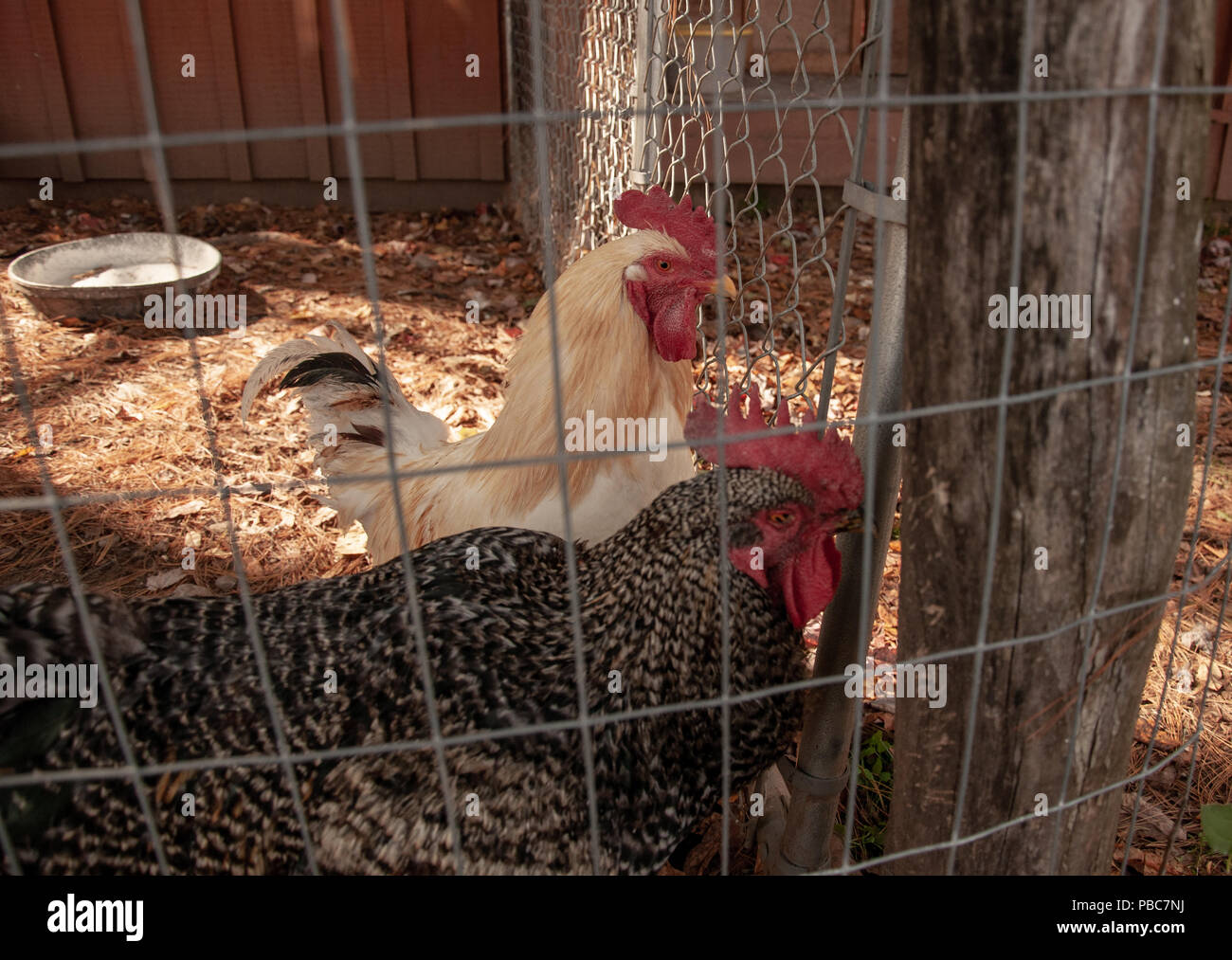 Chicken and rooster hi-res stock photography and images - Alamy
