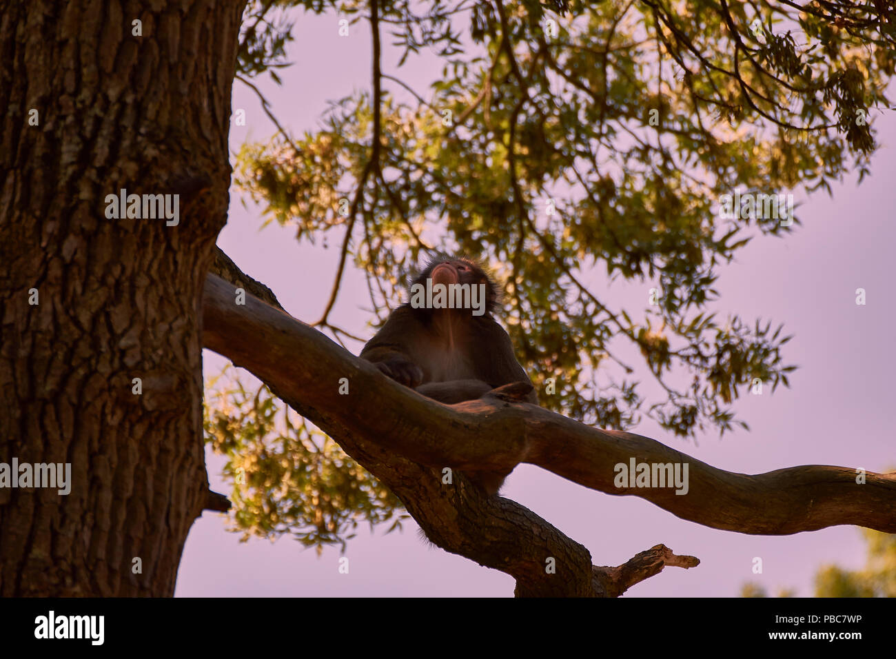 Japanese macaque (Macaca fuscata Stock Photo - Alamy