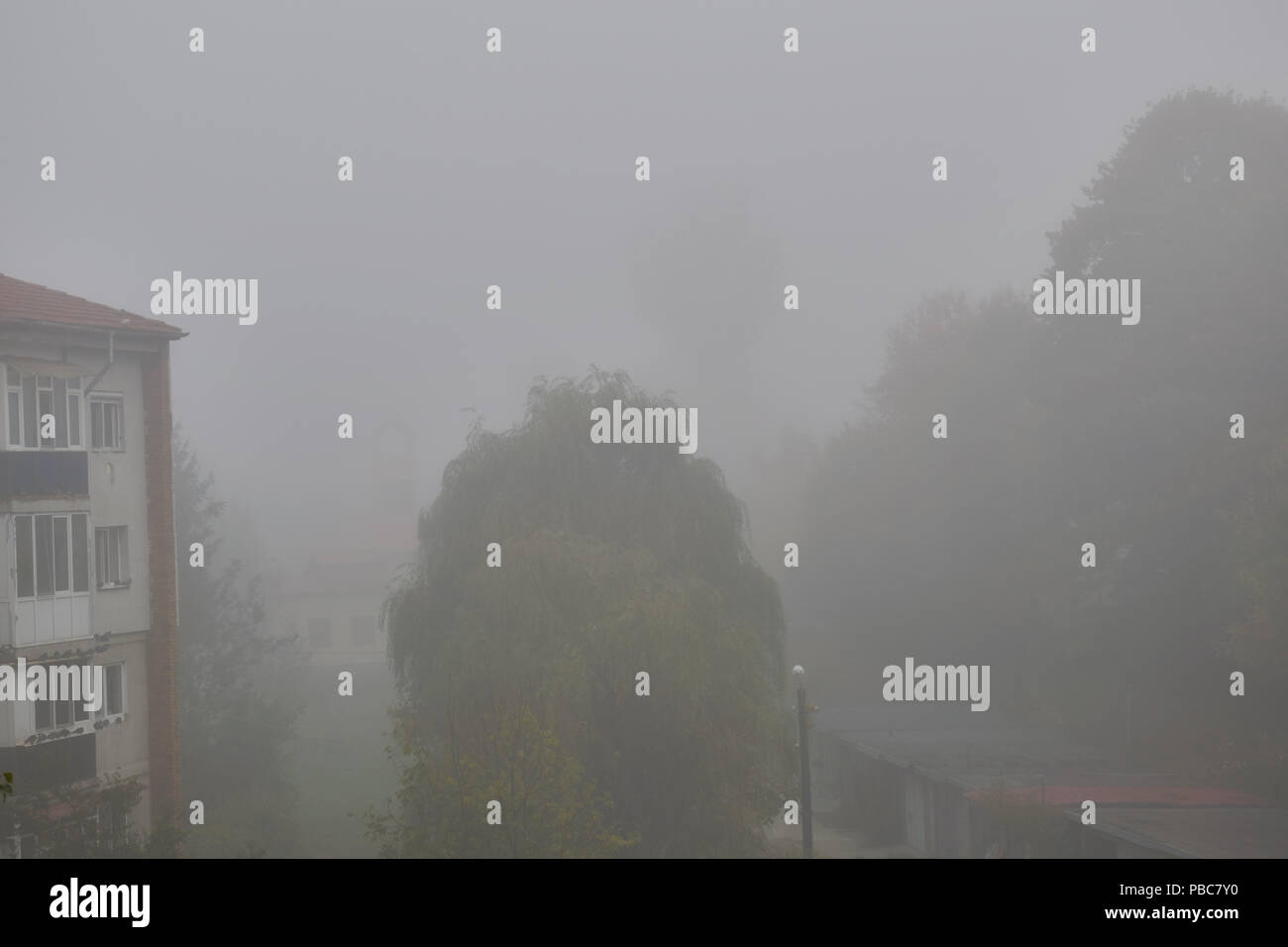 Top of the trees in mist Stock Photo - Alamy