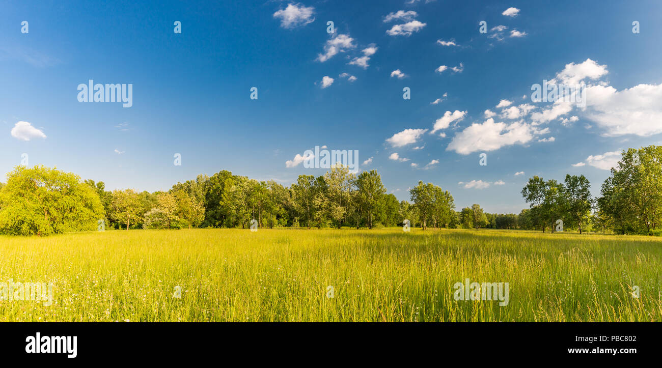 Peaceful nature landscape, fresh meadow grass and wild flowers, under ...