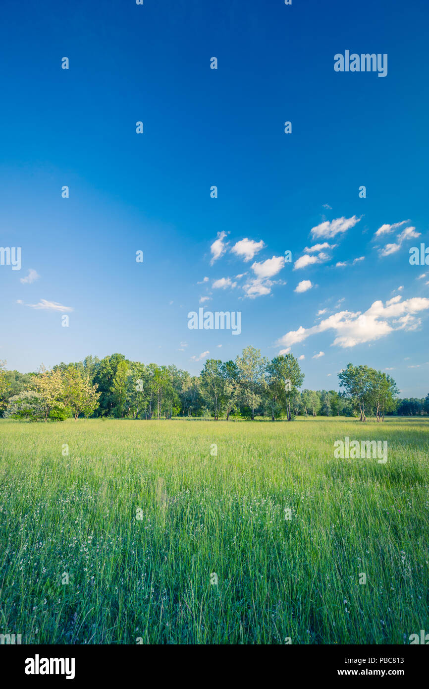 Peaceful nature landscape, fresh meadow grass and wild flowers, under ...