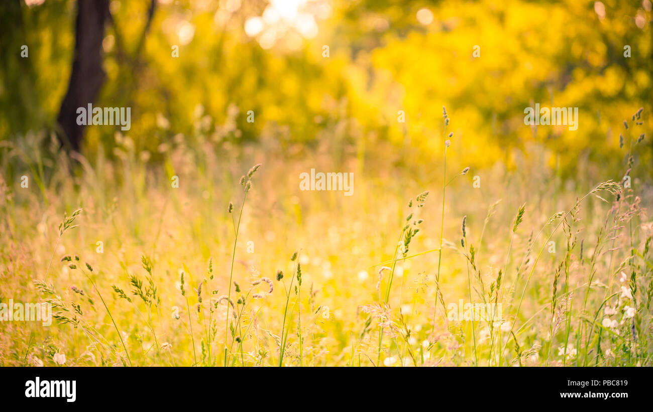 Inspiring flower hi-res stock photography and images - Alamy