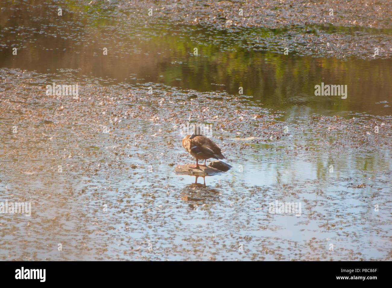 Wild duck sitting in the middle of the river under the sun's rays Stock ...