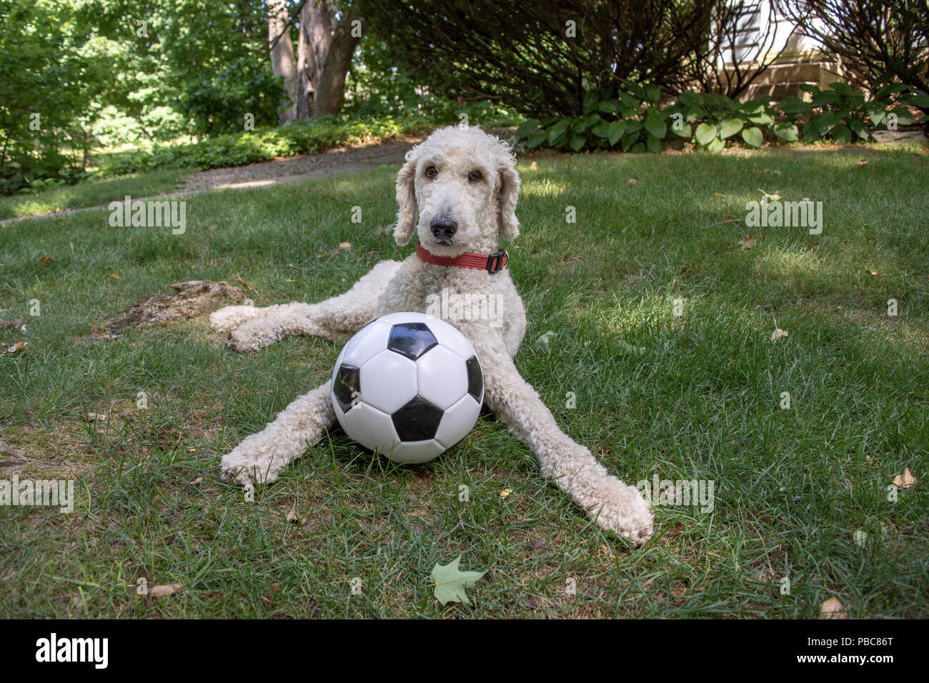 poodle with soccer ball Stock Photo - Alamy