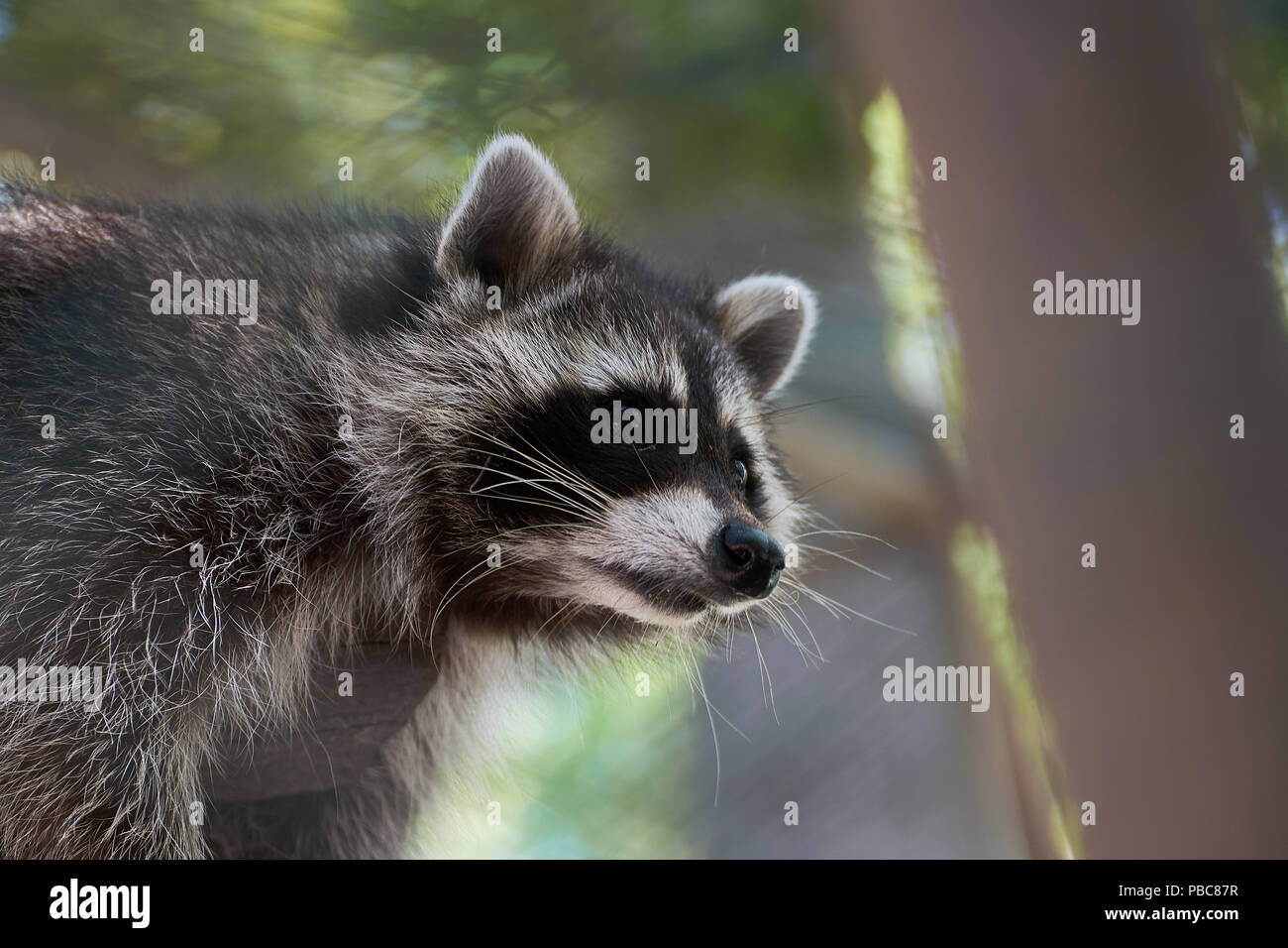 Raccoon face hi-res stock photography and images - Alamy