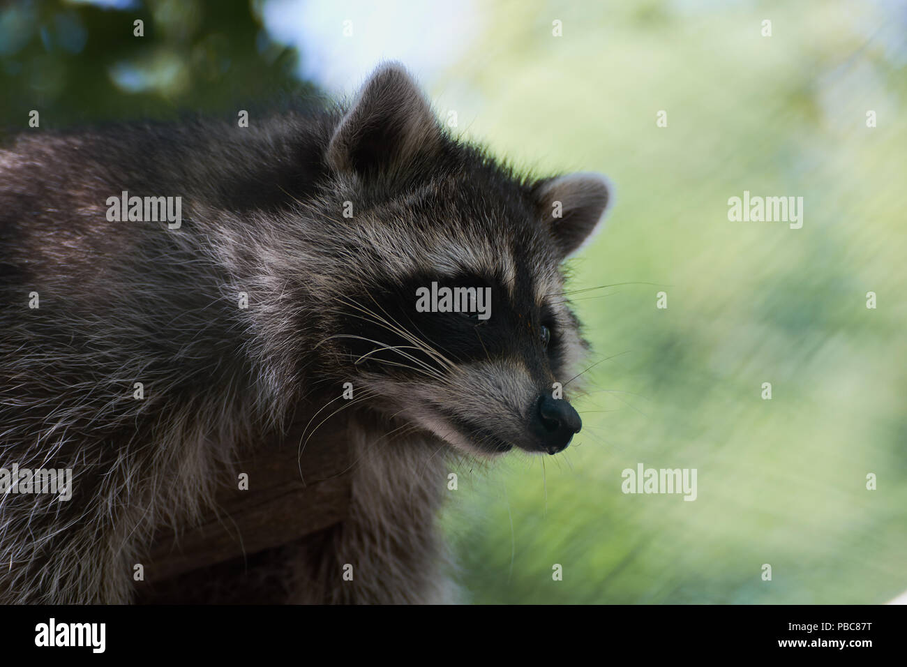 Raccoon standing up hi-res stock photography and images - Alamy