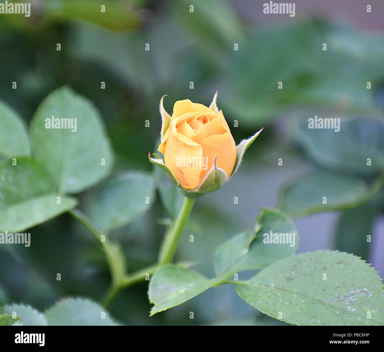 Yellow rose bud hi-res stock photography and images - Alamy