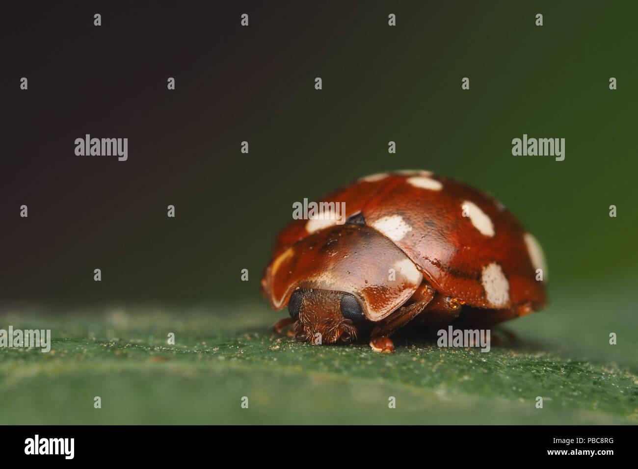 Cream spot Ladybird (Calvia quattuordecimguttata) at rest on sycamore ...