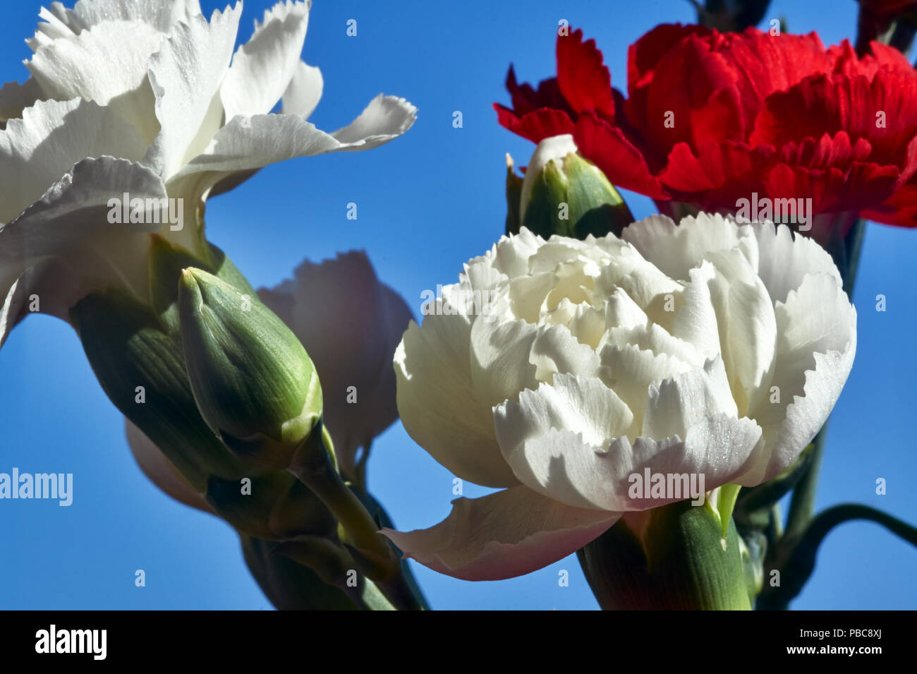 White and red carnations on the sky background Stock Photo - Alamy