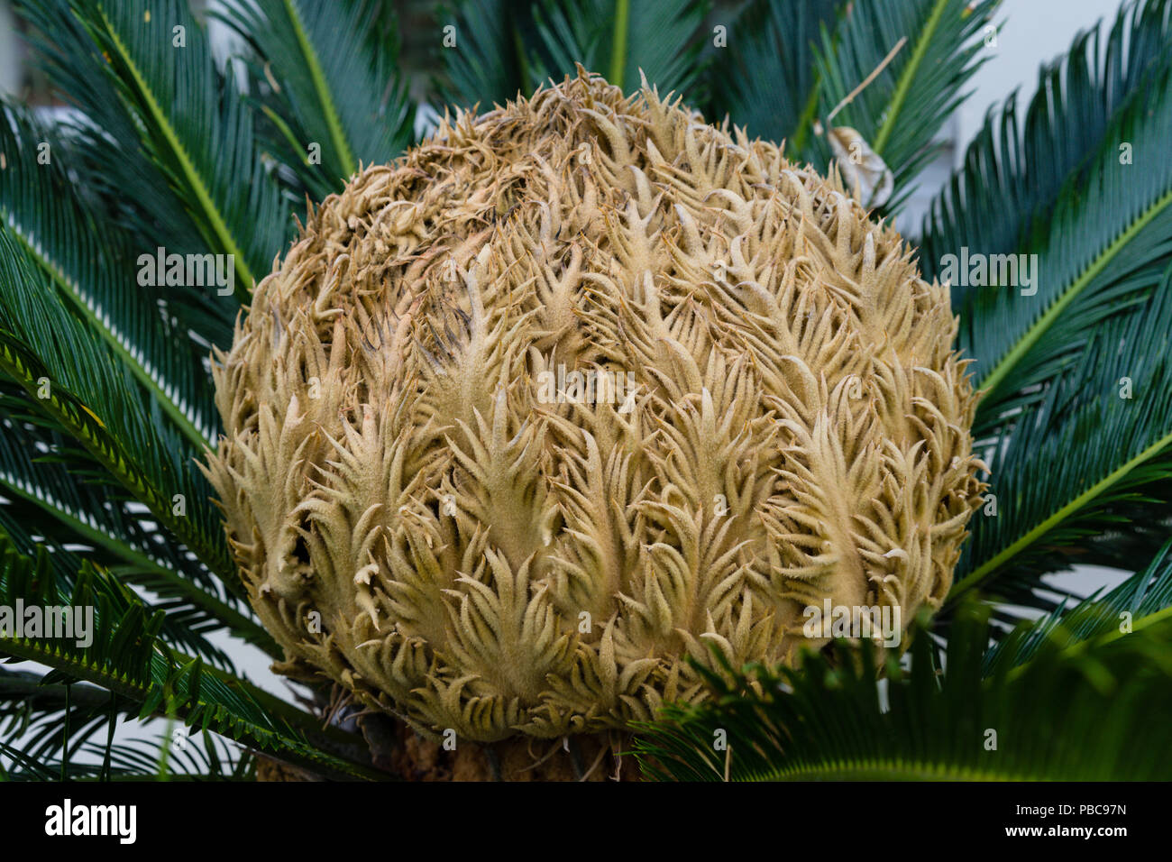 Cycadaceae hi-res stock photography and images - Alamy