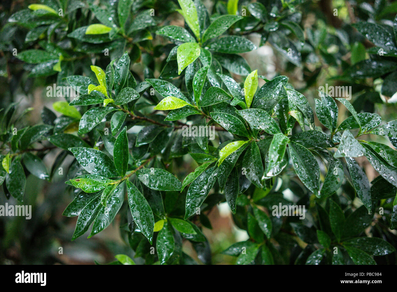 leaves of laurel fig or chinese fig also known as ficus nitida compacta ...