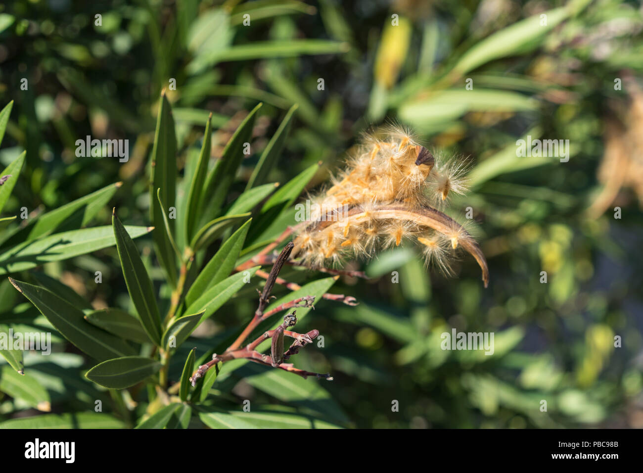 Loquat blossom hi-res stock photography and images - Alamy