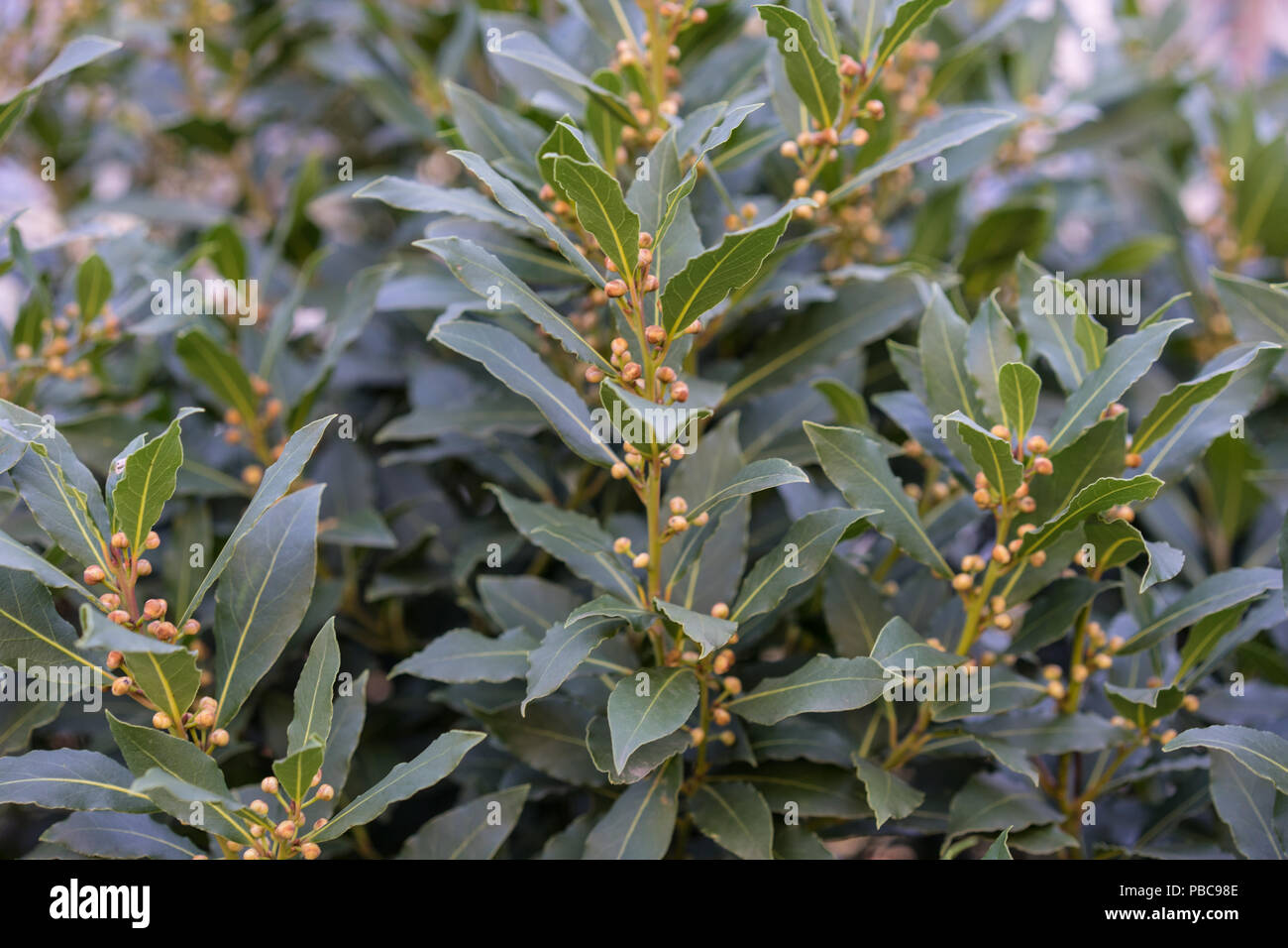 Lauraceae ingredient hi-res stock photography and images - Alamy