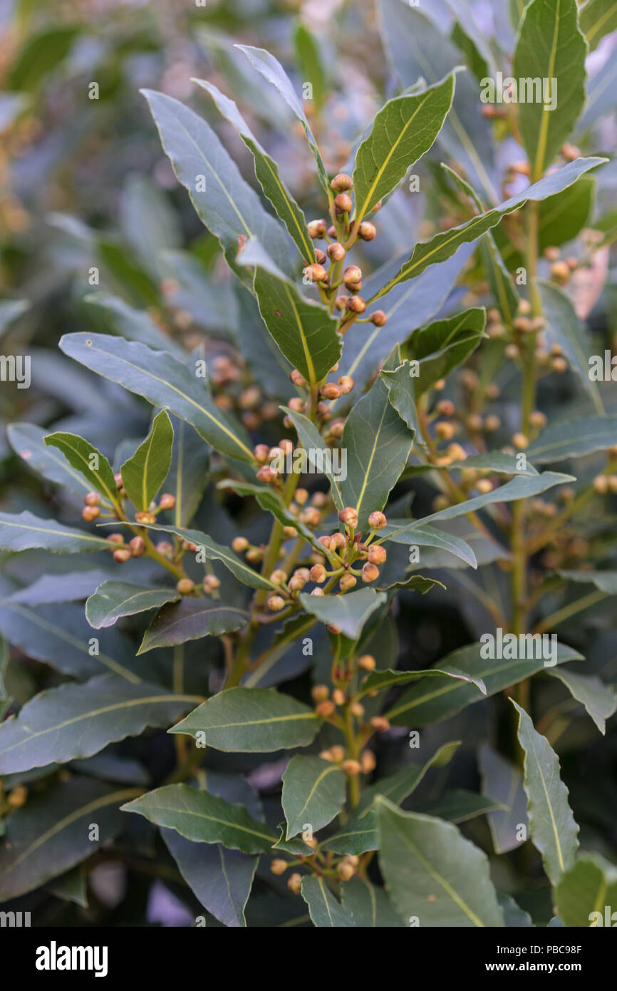 Lauraceae ingredient hi-res stock photography and images - Alamy