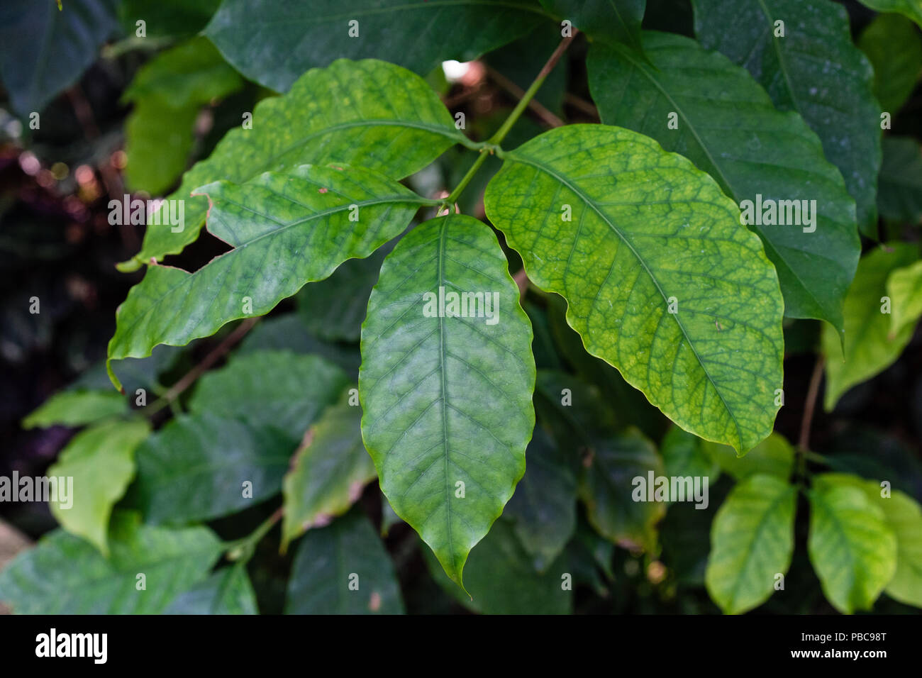 coffea arabica rubiaceae plant with green leaves from east africa Stock ...