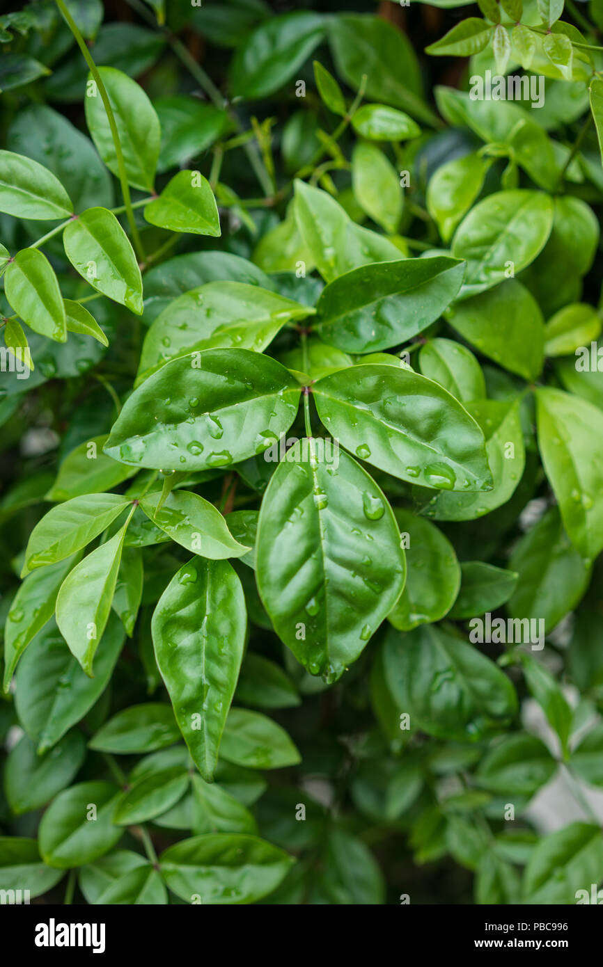 green leaves from saritaea magnifica bignoniaceae from thailand Stock ...