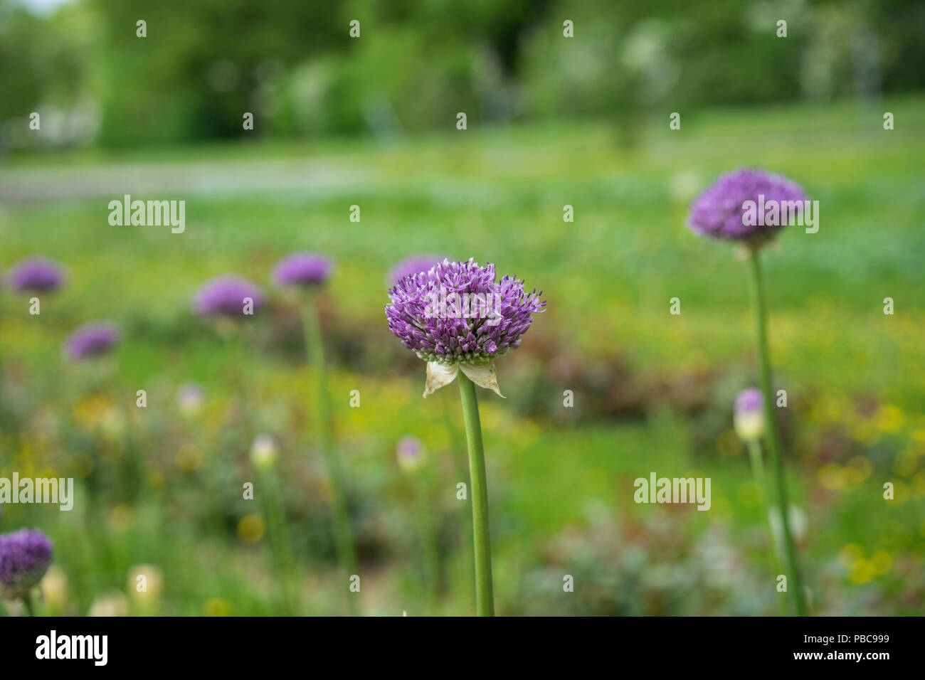 purple dandelion on flower field, taraxum officinale Stock Photo - Alamy