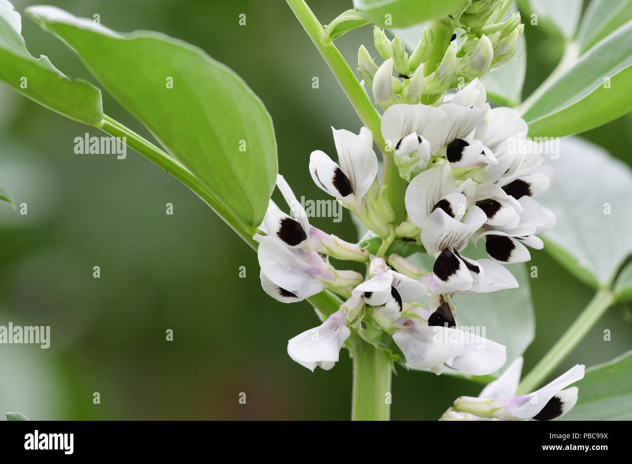 Close up of white flowers on a vicia fabia (broad bean) plant Stock ...