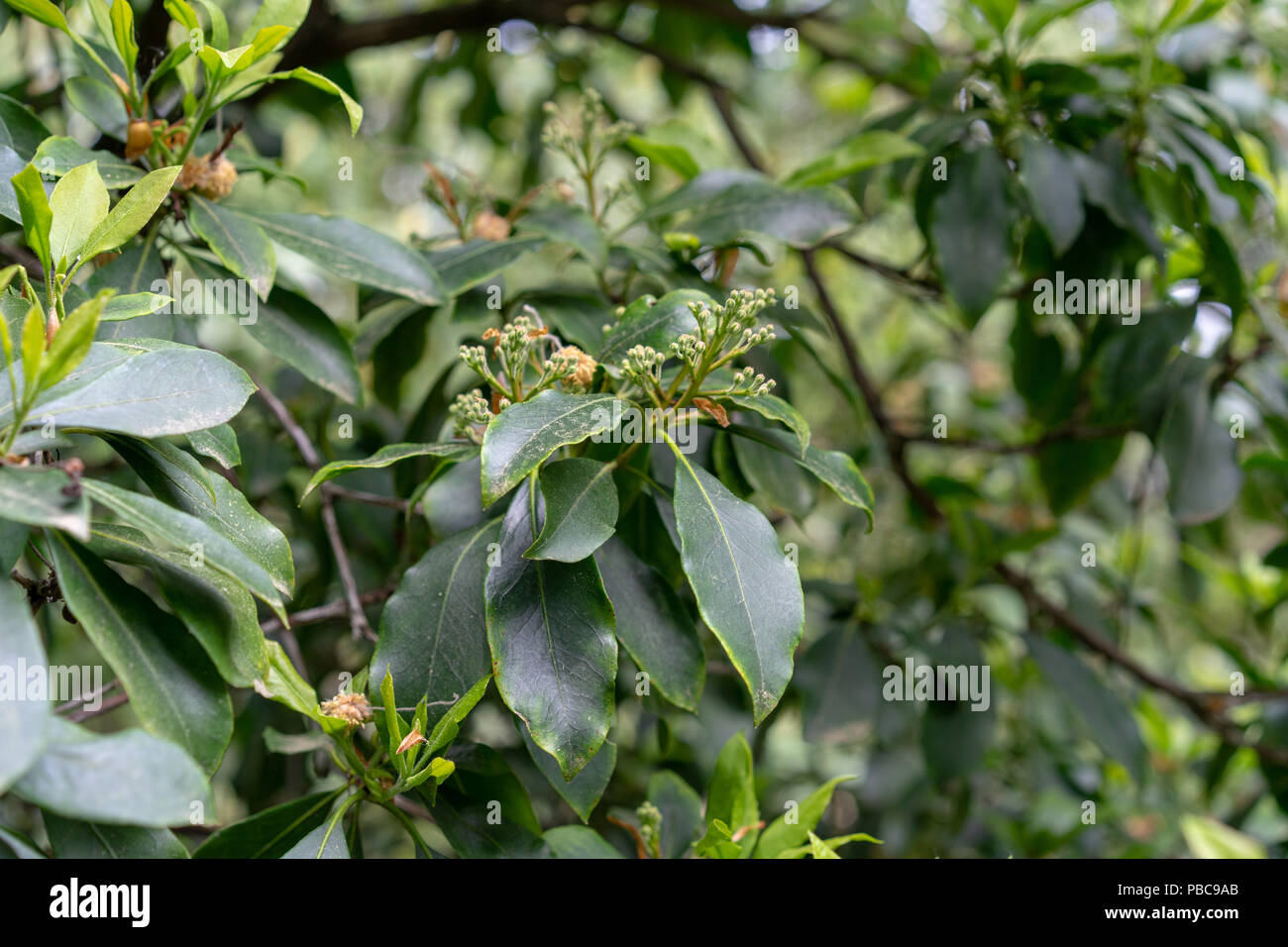 Green leaves with small buds of Kalmia Latifolia Clementine Churchill ...