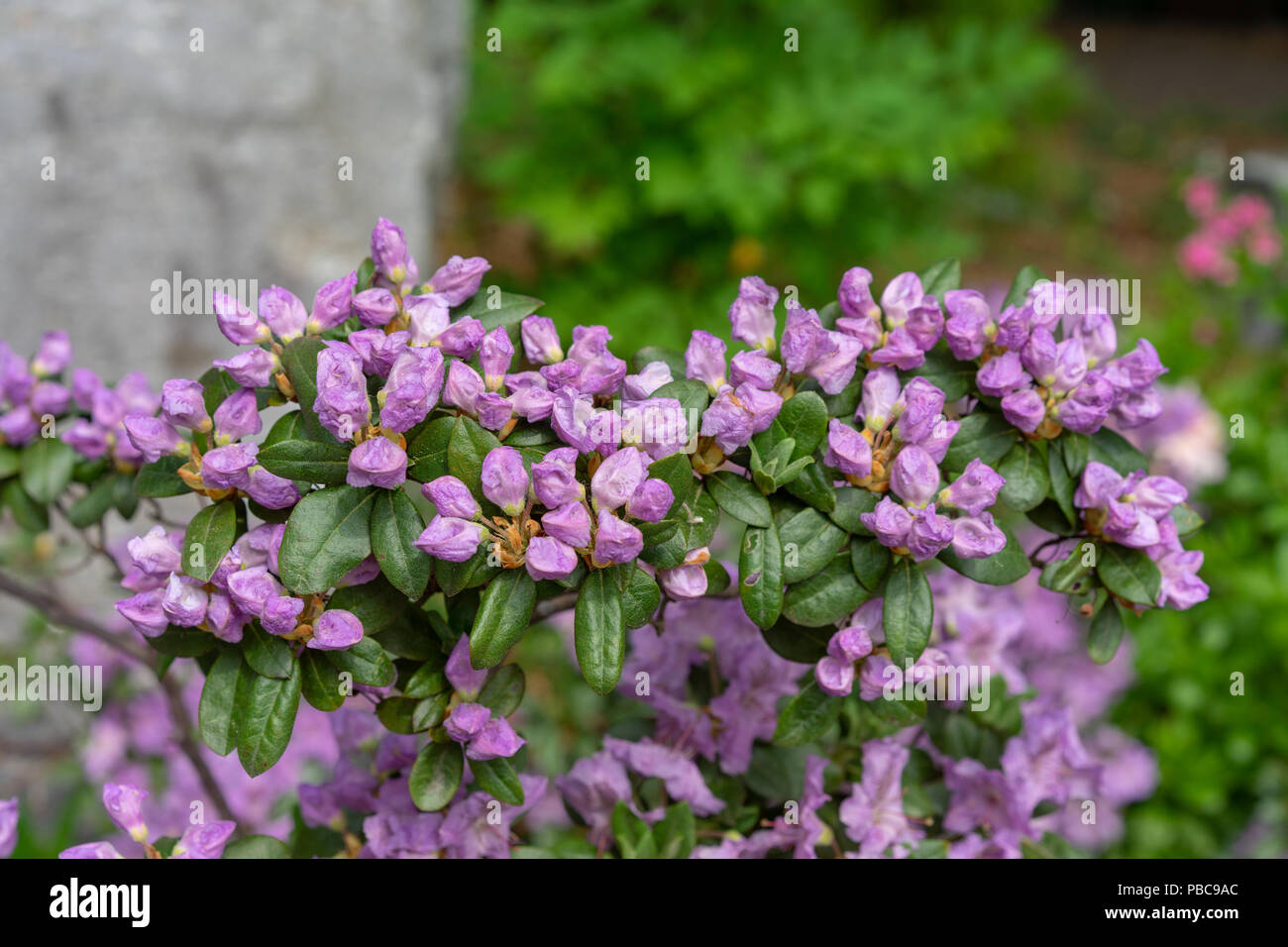 Purple lilac flowers, rhododendron hybridum lanvendula ericaceae Stock ...