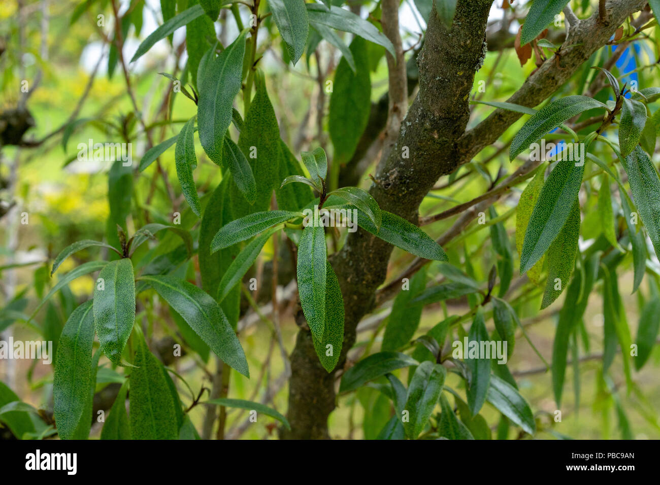 green leaves and branches of myoporaceae tree Stock Photo - Alamy
