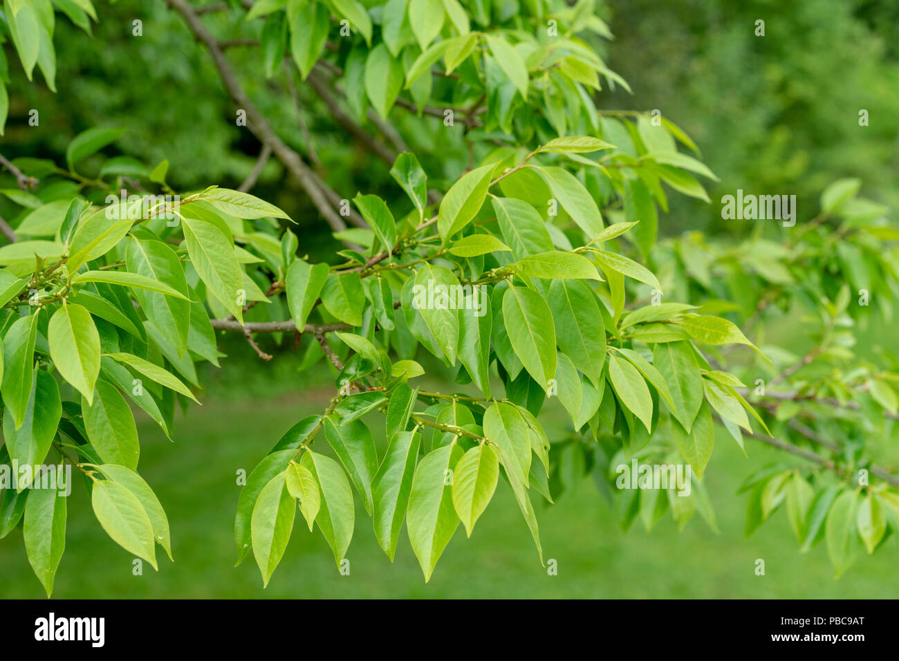 Diospyros Lotus High Resolution Stock Photography and Images - Alamy