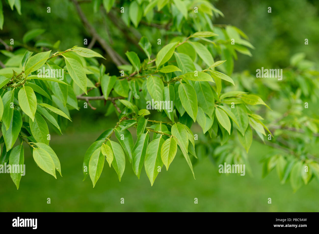 Diospyros lotus wood hi-res stock photography and images - Alamy