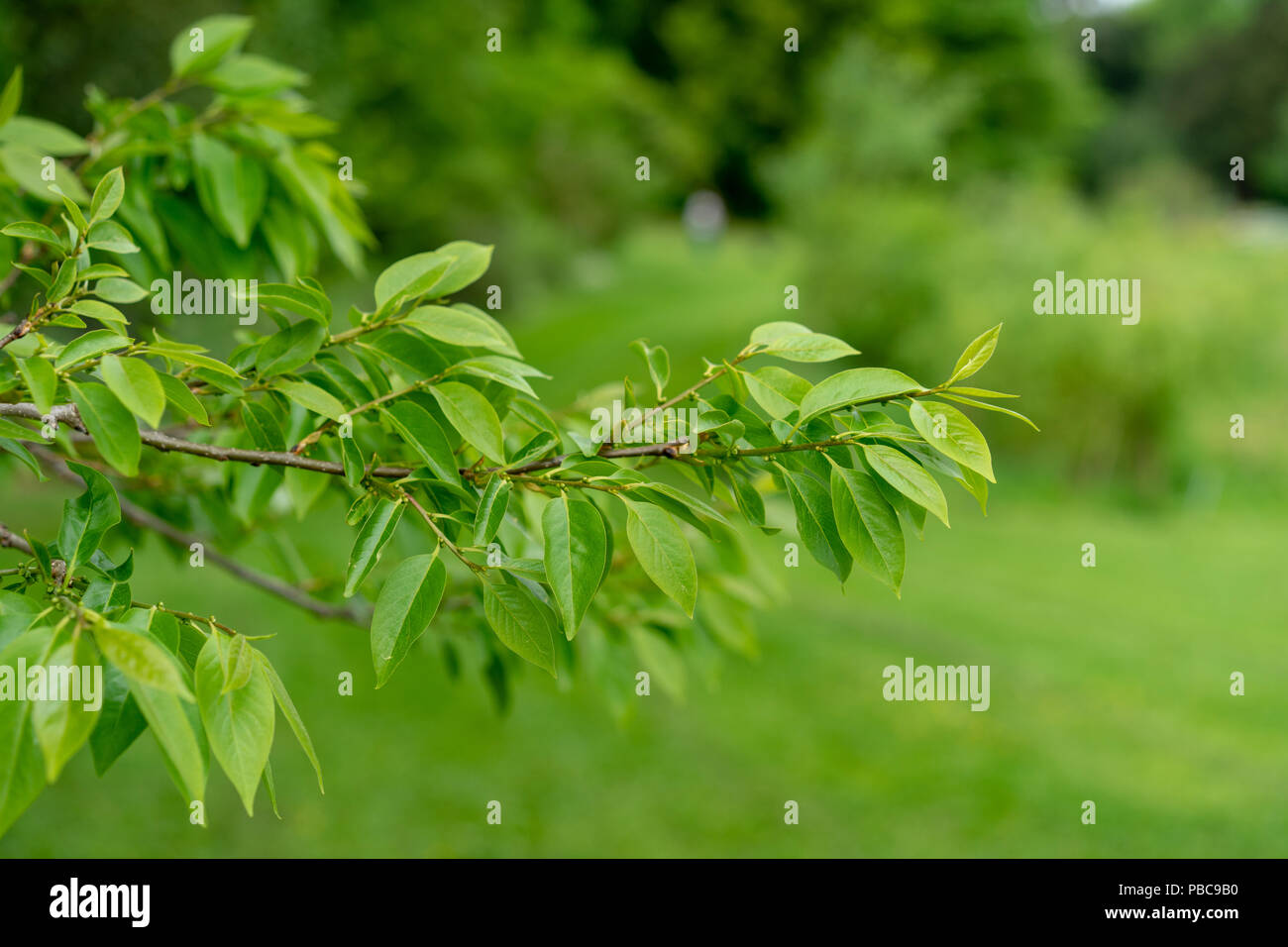 date plum tree from china in park with fresh green leaves Stock Photo ...