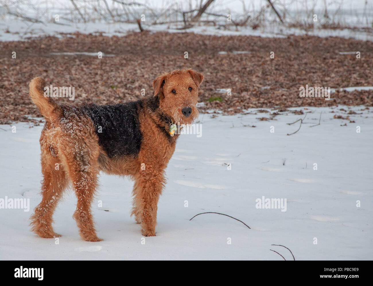 Pedigree airedale hi-res stock photography and images - Alamy
