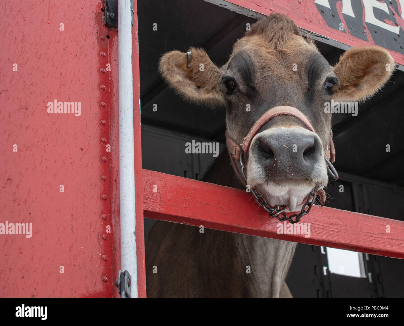 Cow with a harness Stock Photo - Alamy