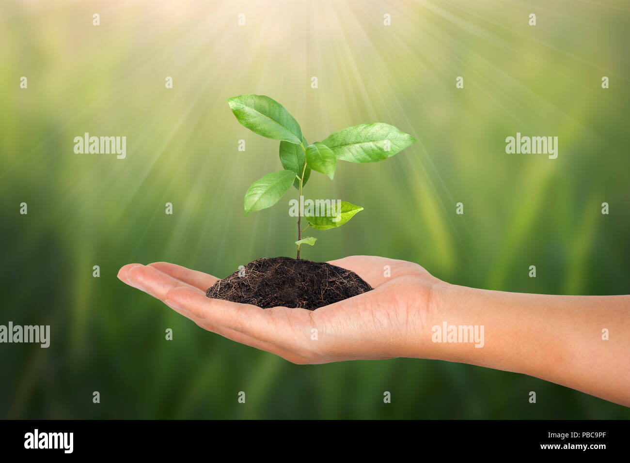 Small tree in female hand on green nature concept Stock Photo - Alamy