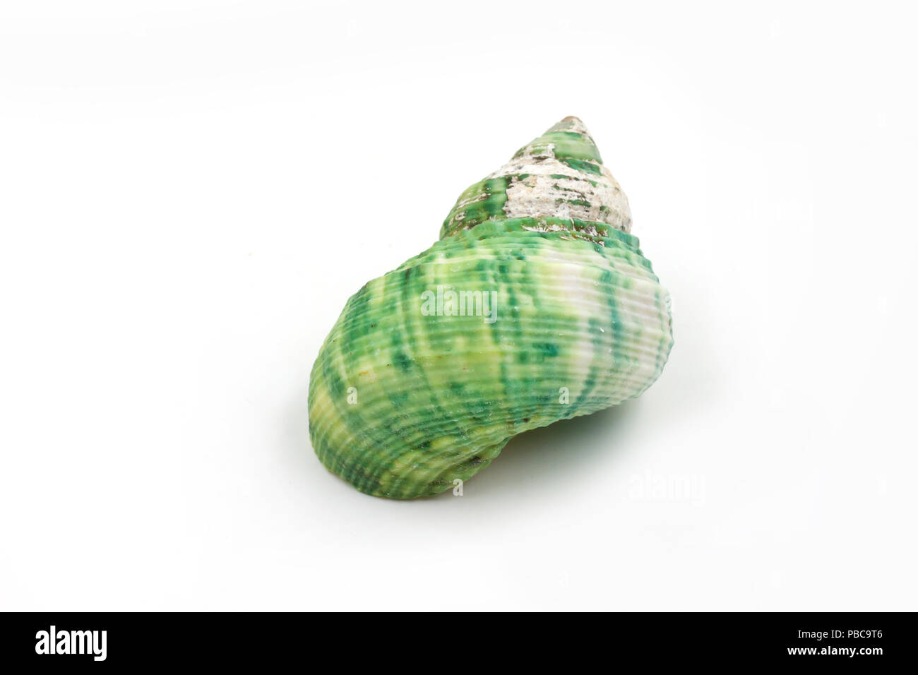 green Sea shells on white background Stock Photo - Alamy