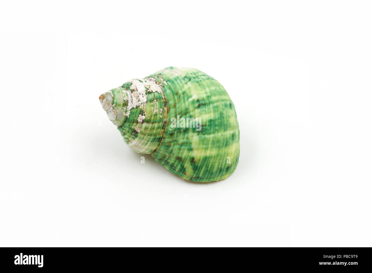 green Sea shells on white background Stock Photo - Alamy