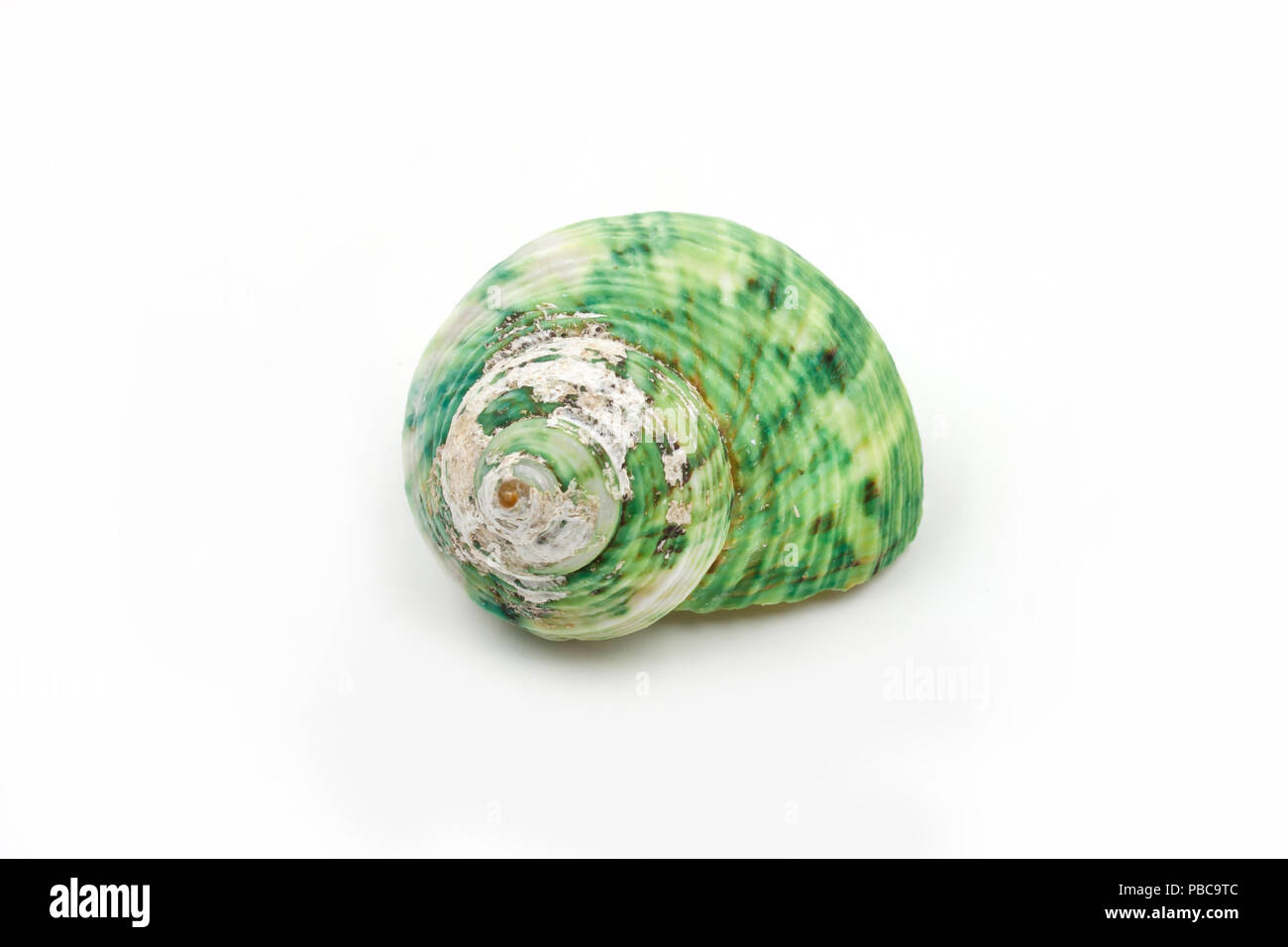 green Sea shells on white background Stock Photo - Alamy