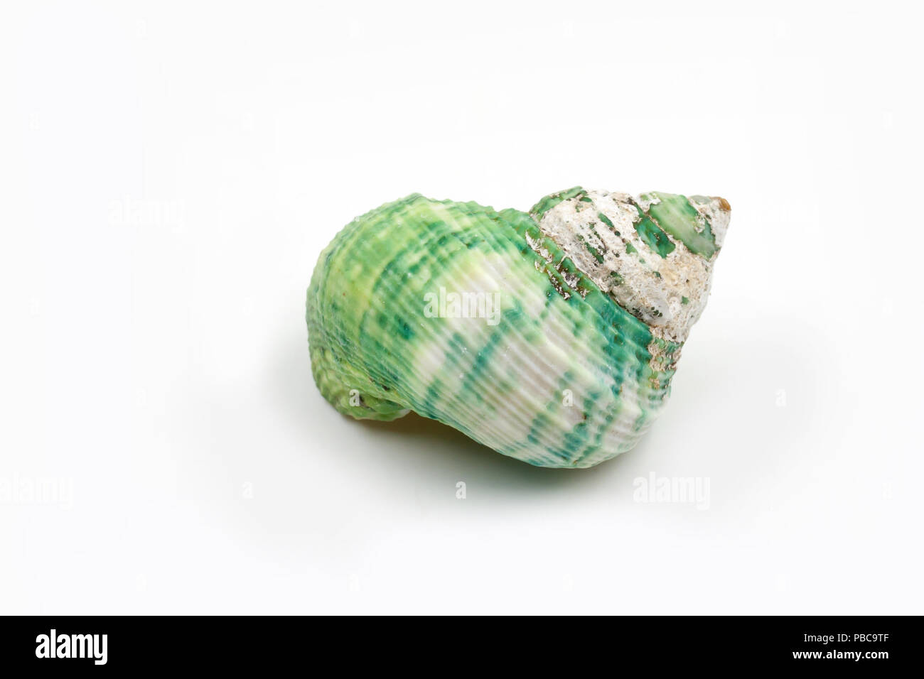 green Sea shells on white background Stock Photo - Alamy