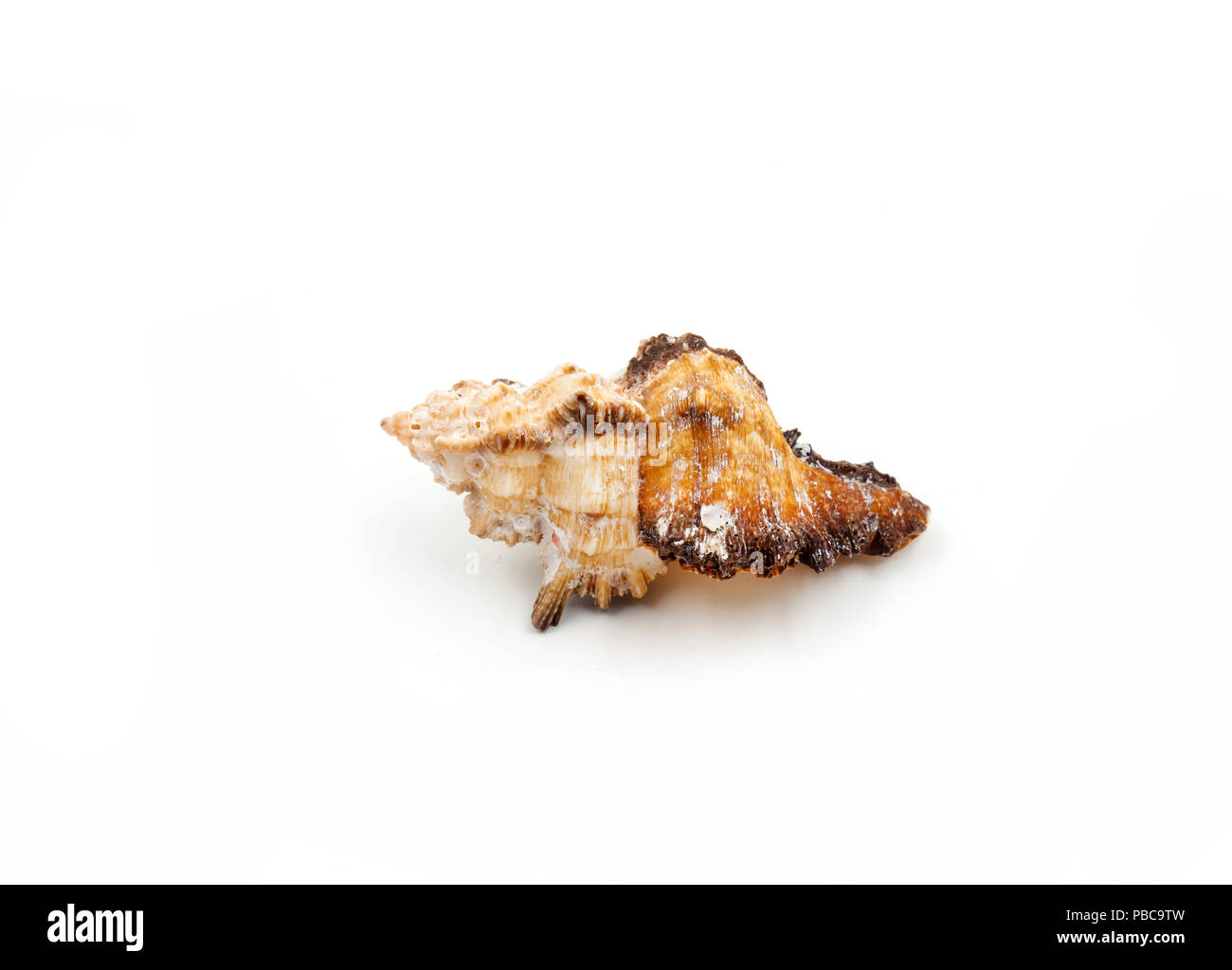 Yellow Sea shells on white background Stock Photo - Alamy