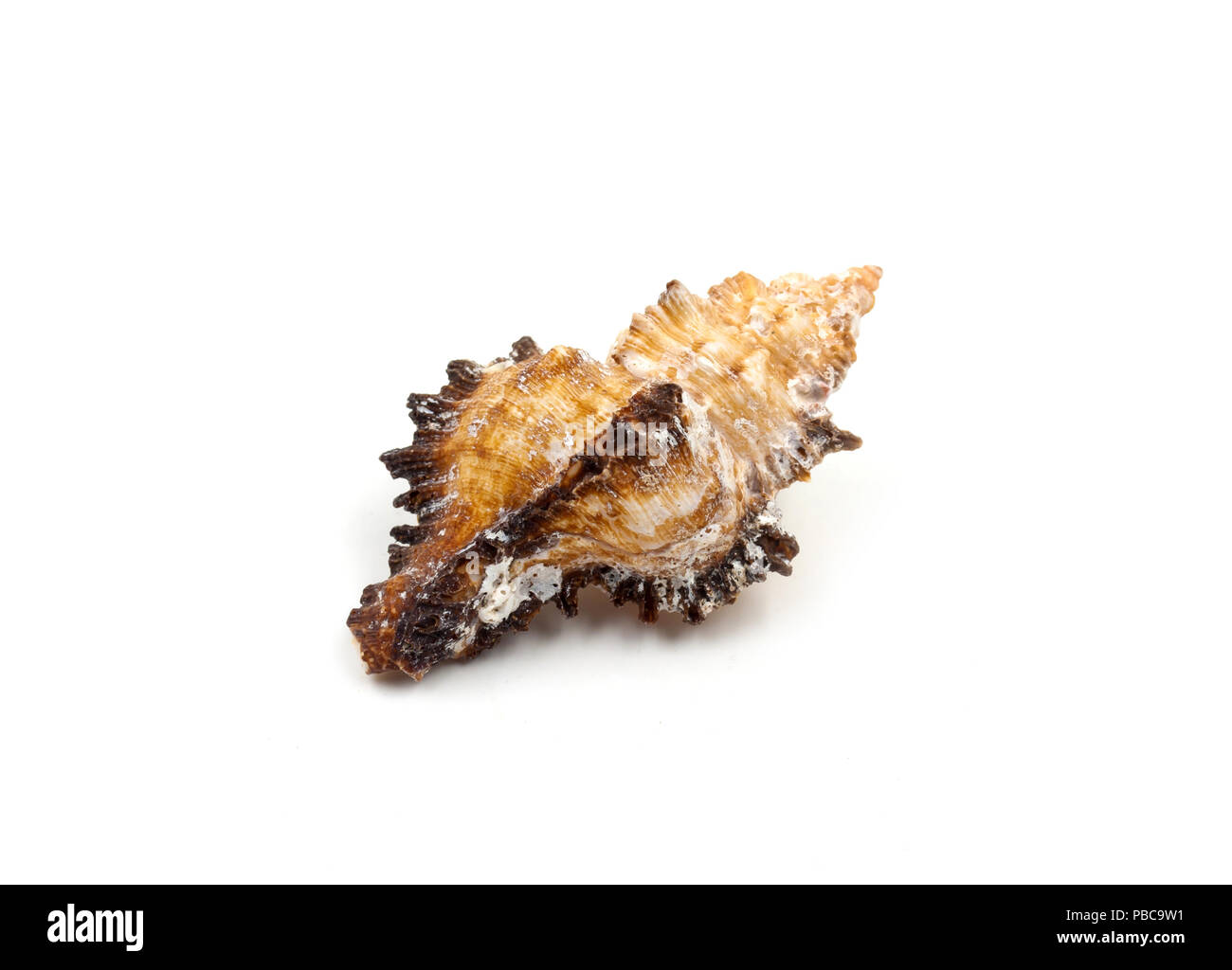 Yellow Sea shells on white background Stock Photo - Alamy