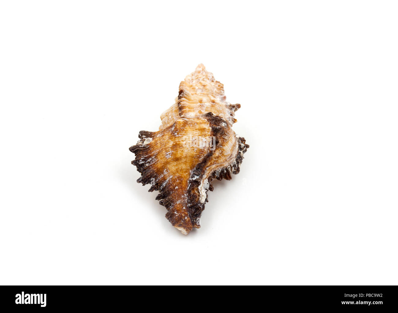 Yellow Sea shells on white background Stock Photo - Alamy