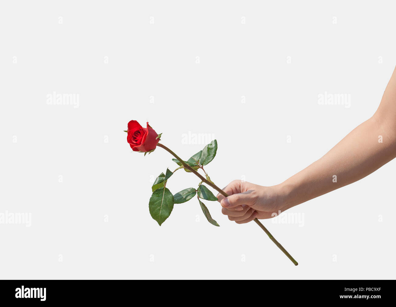 Female hand holding a single red rose isolated over white background ...