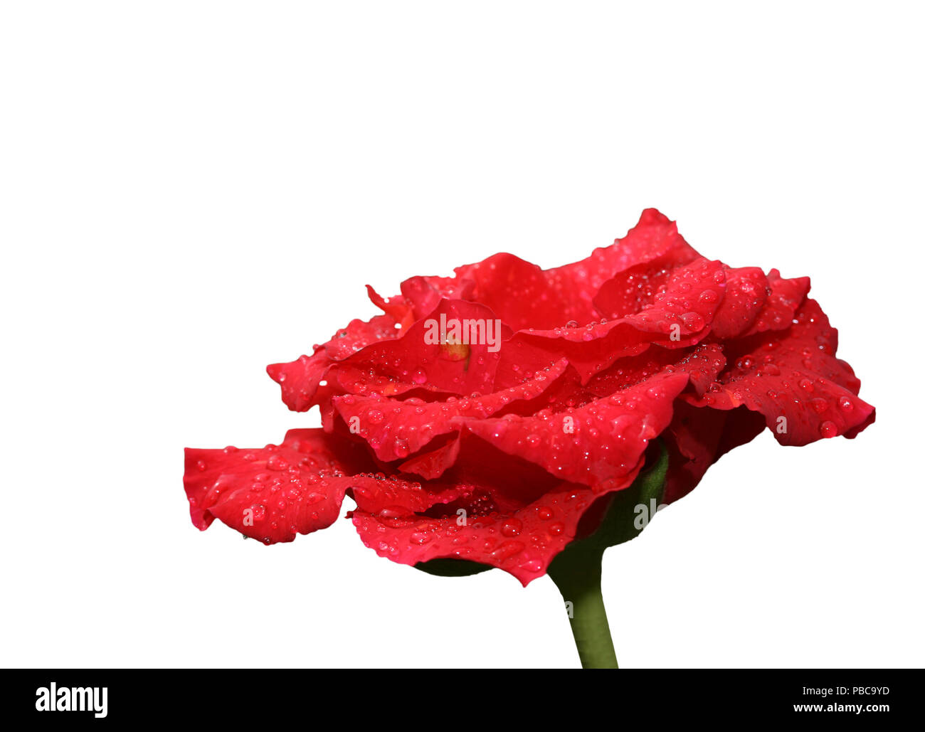 Big red rose isolated over white background Stock Photo - Alamy