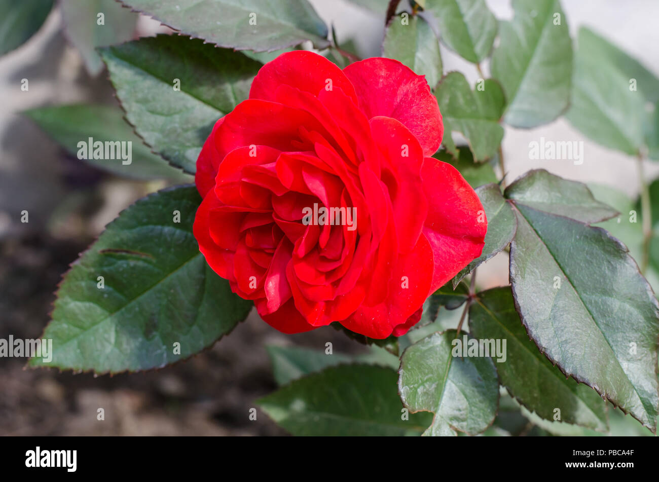 Single red rose in garden. Studio Photo Stock Photo - Alamy