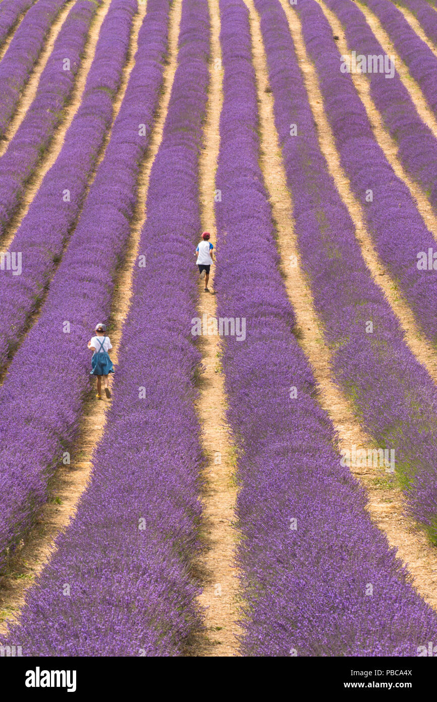 Children playing in lavender field hi-res stock photography and images ...
