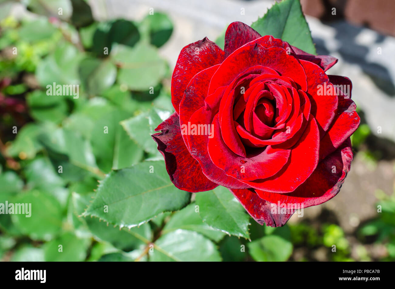 Single red rose in garden. Studio Photo Stock Photo - Alamy