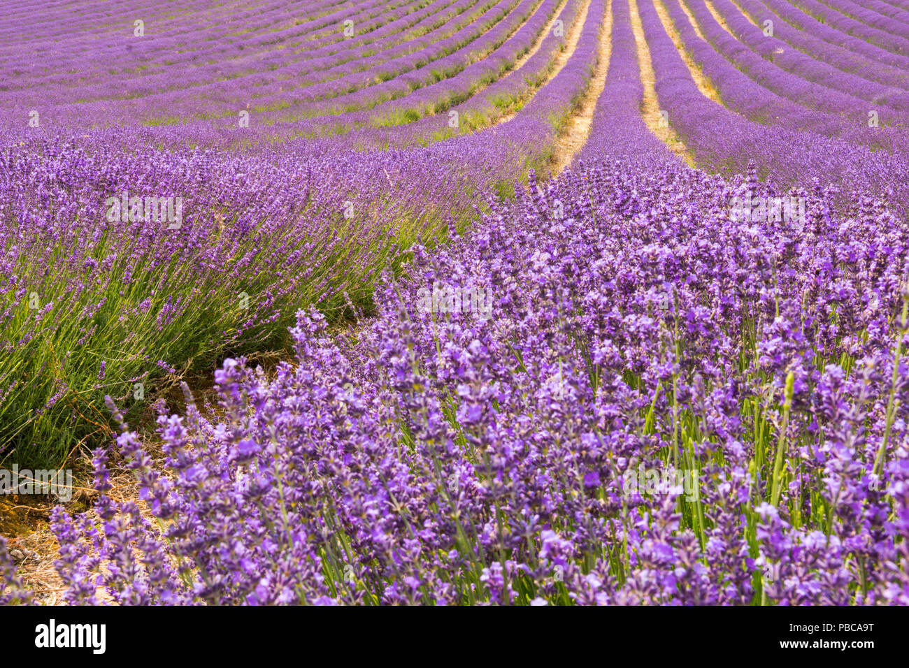 rows of lavender in field at Lordington lavender, Lordington Farm ...