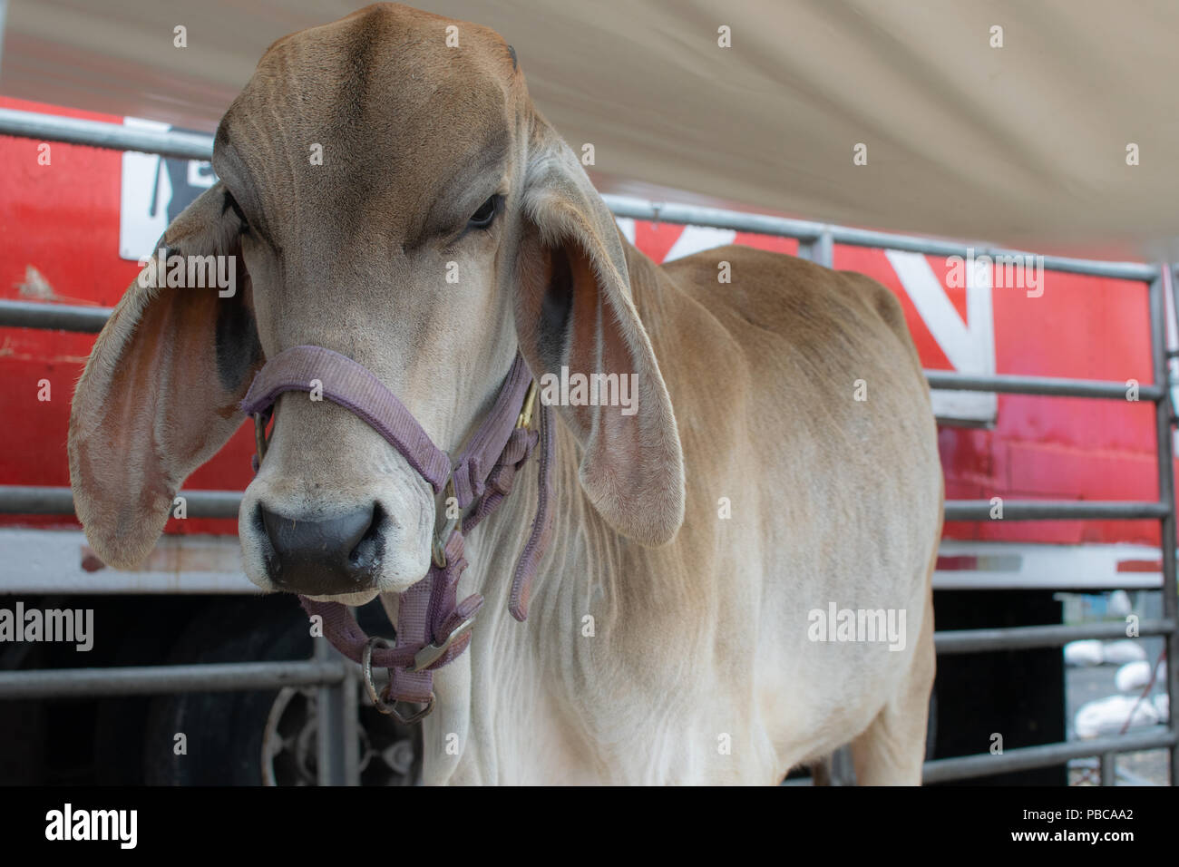 Cow with a harness Stock Photo - Alamy