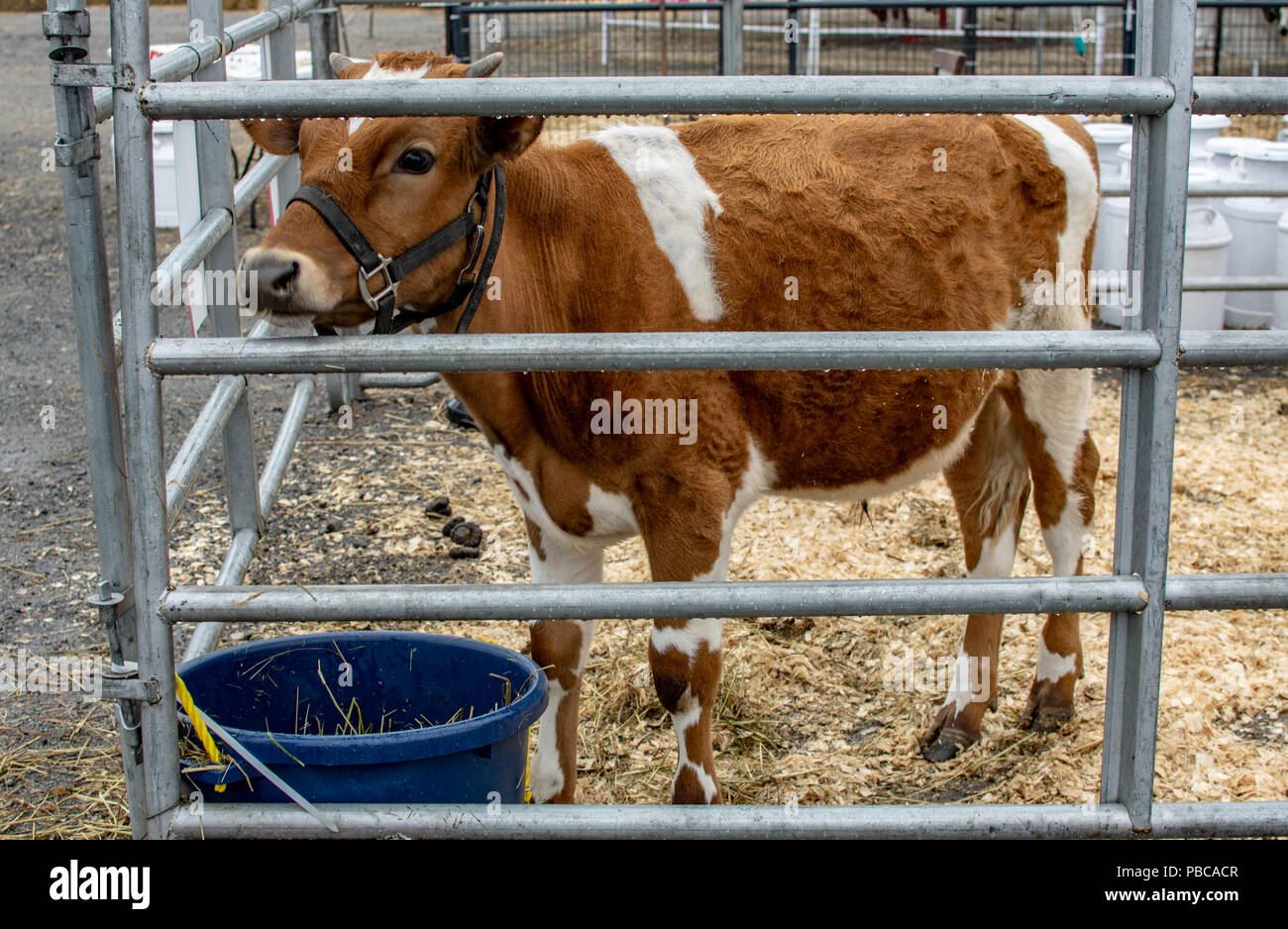Cow harness hi-res stock photography and images - Alamy