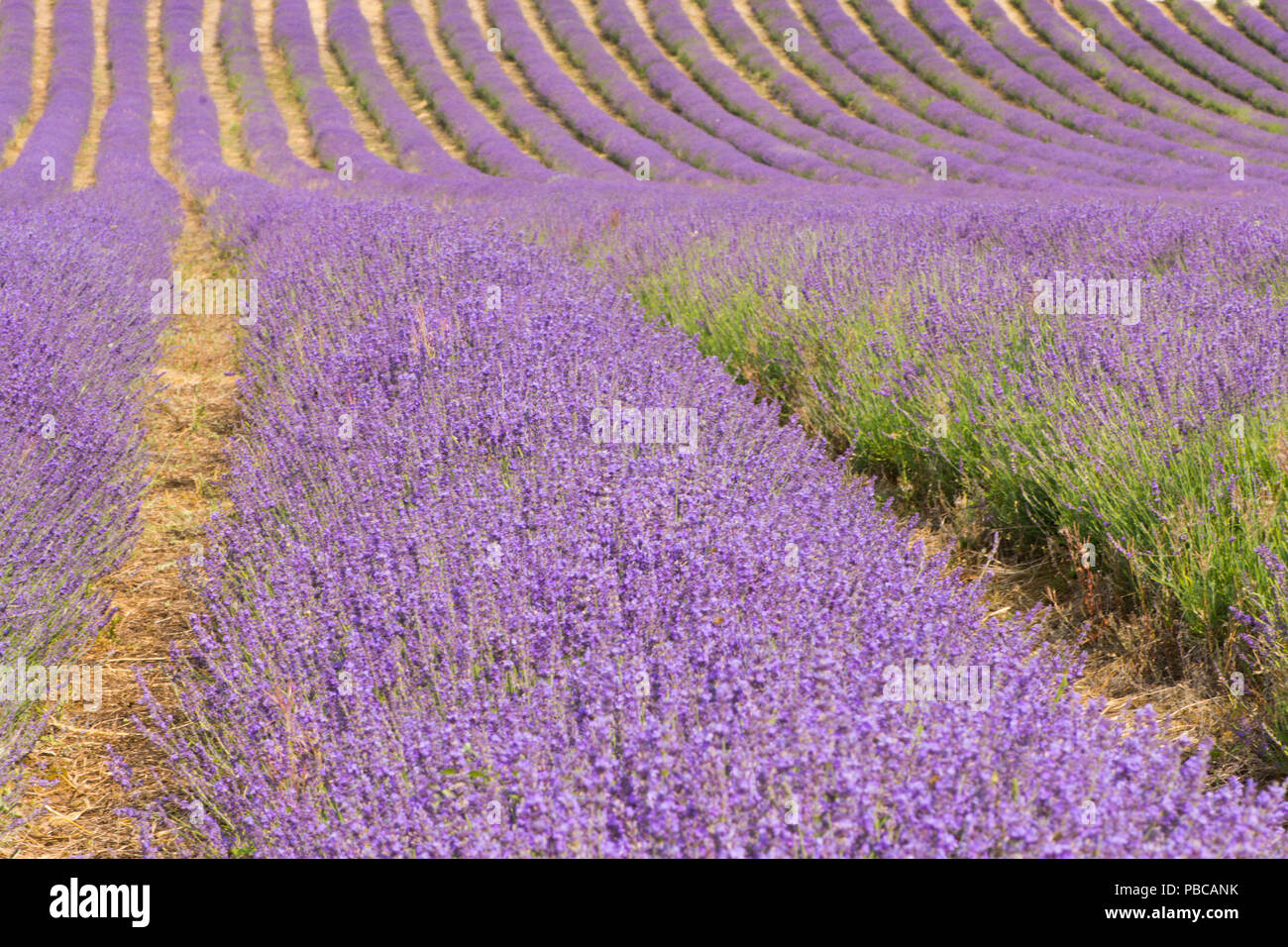 rows of lavender in field at Lordington lavender, Lordington Farm ...