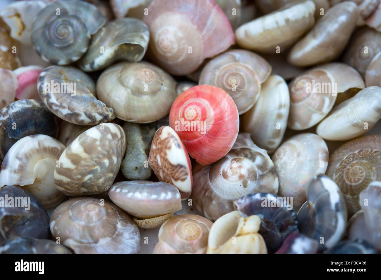 Sea shells collected on the coast of Thailand as background, Focus red ...