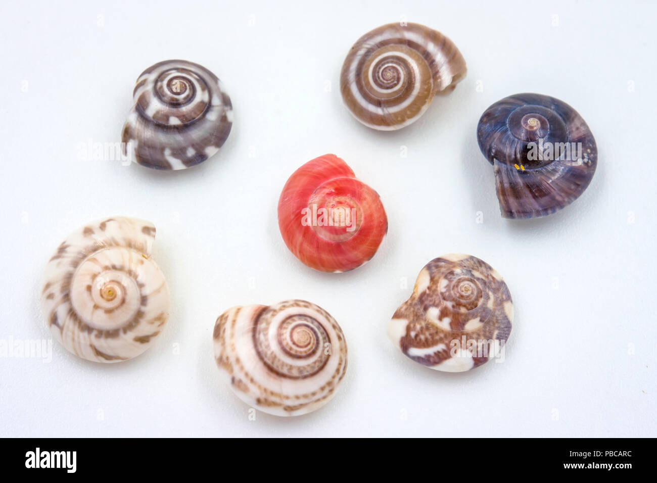 Sea shells collected on the coast of Thailand on white background ...