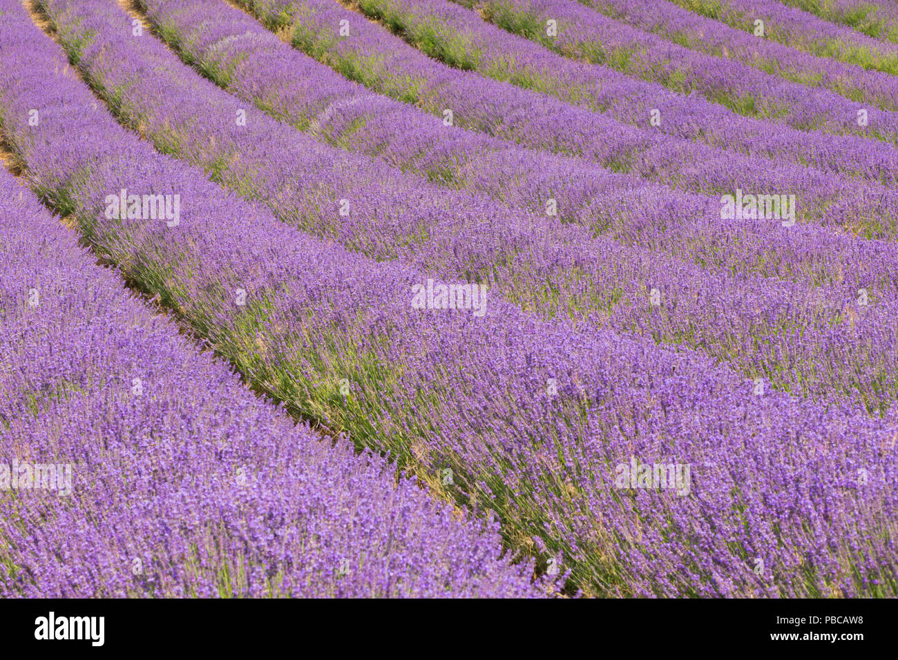 rows of lavender in field at Lordington lavender, Lordington Farm ...